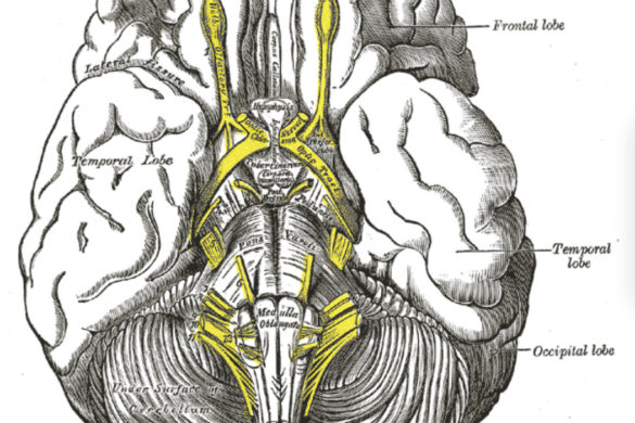 Phillip Adams and the Tragic Impact of CTE: Understanding the Role of ...